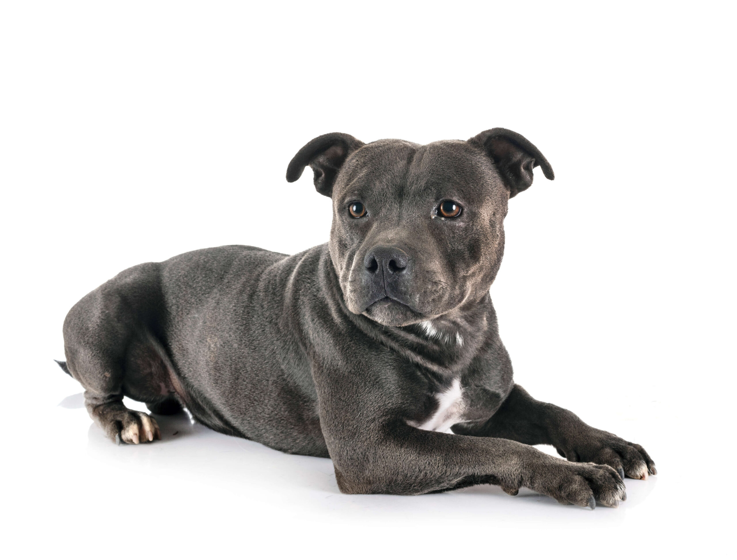 K Bans American Bully XL Dogs – What Owners Need to Know